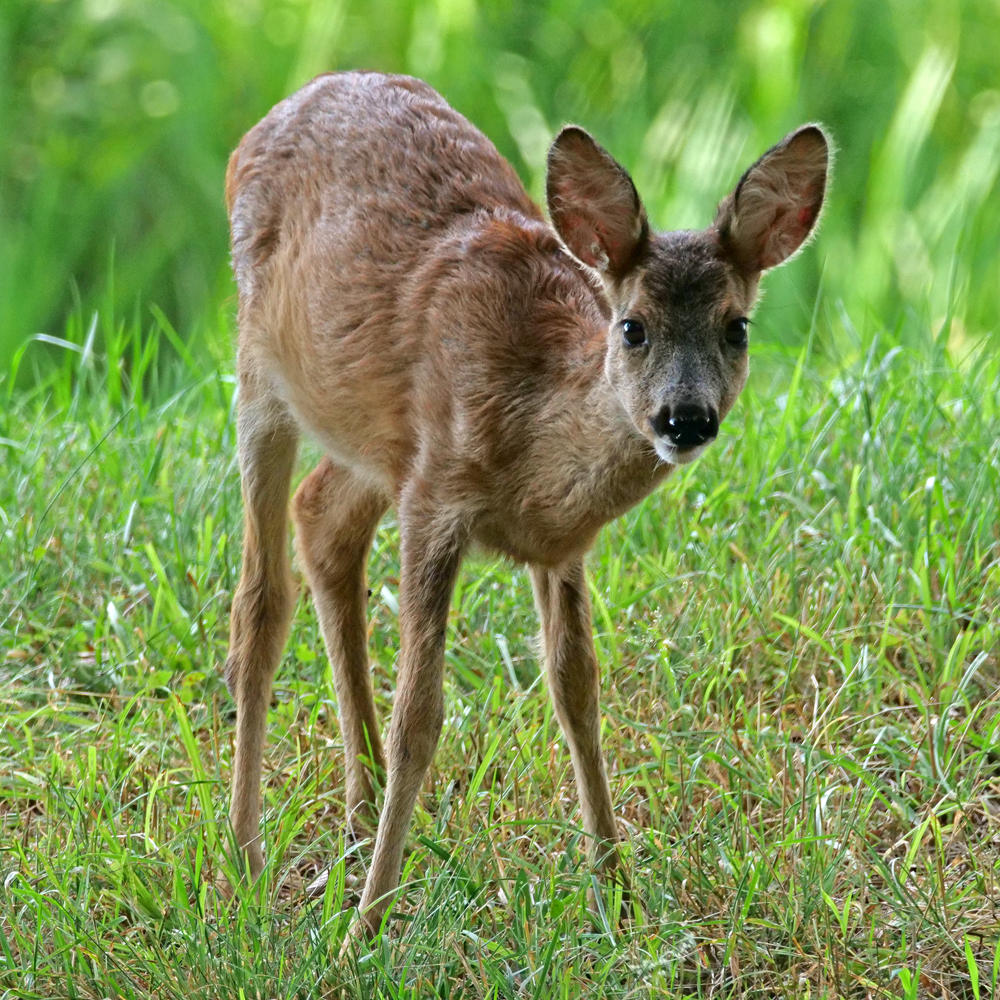 Rehkitz Foto & Bild | tiere, wildlife, säugetiere Bilder auf fotocommunity