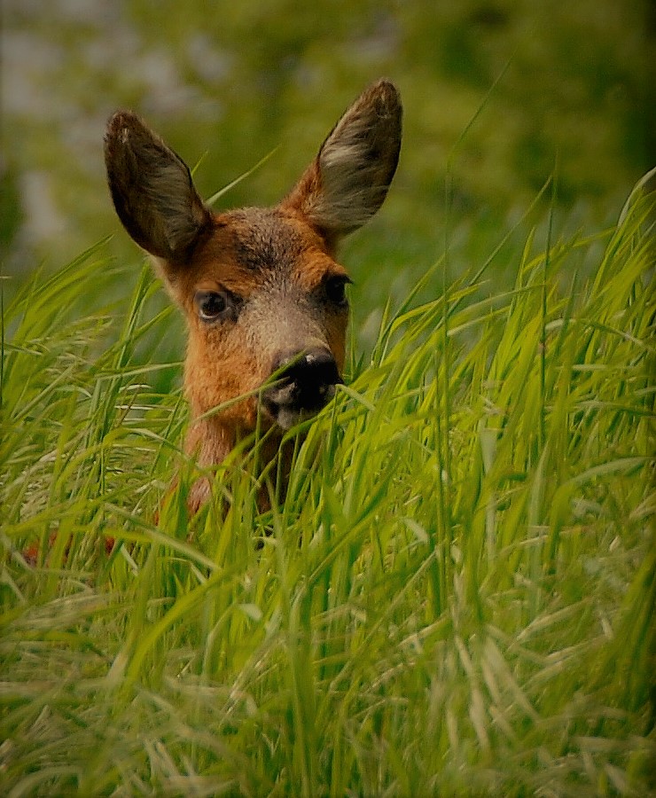 Rehkitz Foto & Bild | tiere, tierkinder, natur Bilder auf fotocommunity