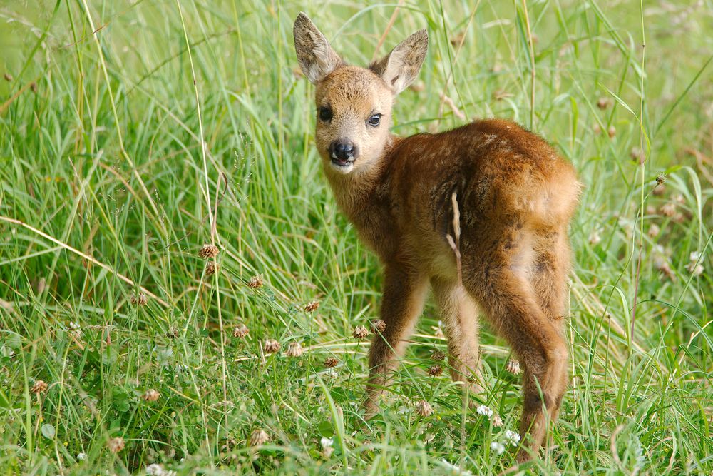 Rehkitz 2 Foto & Bild | outdoor, natur, germany Bilder auf fotocommunity