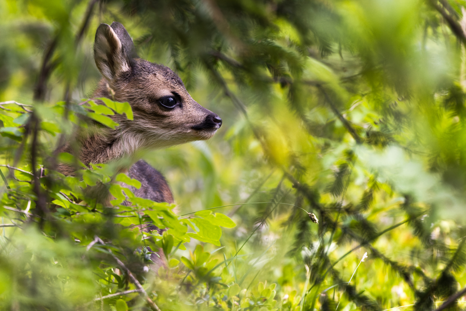 Rehkitz Foto & Bild | tiere, tierkinder, natur Bilder auf fotocommunity
