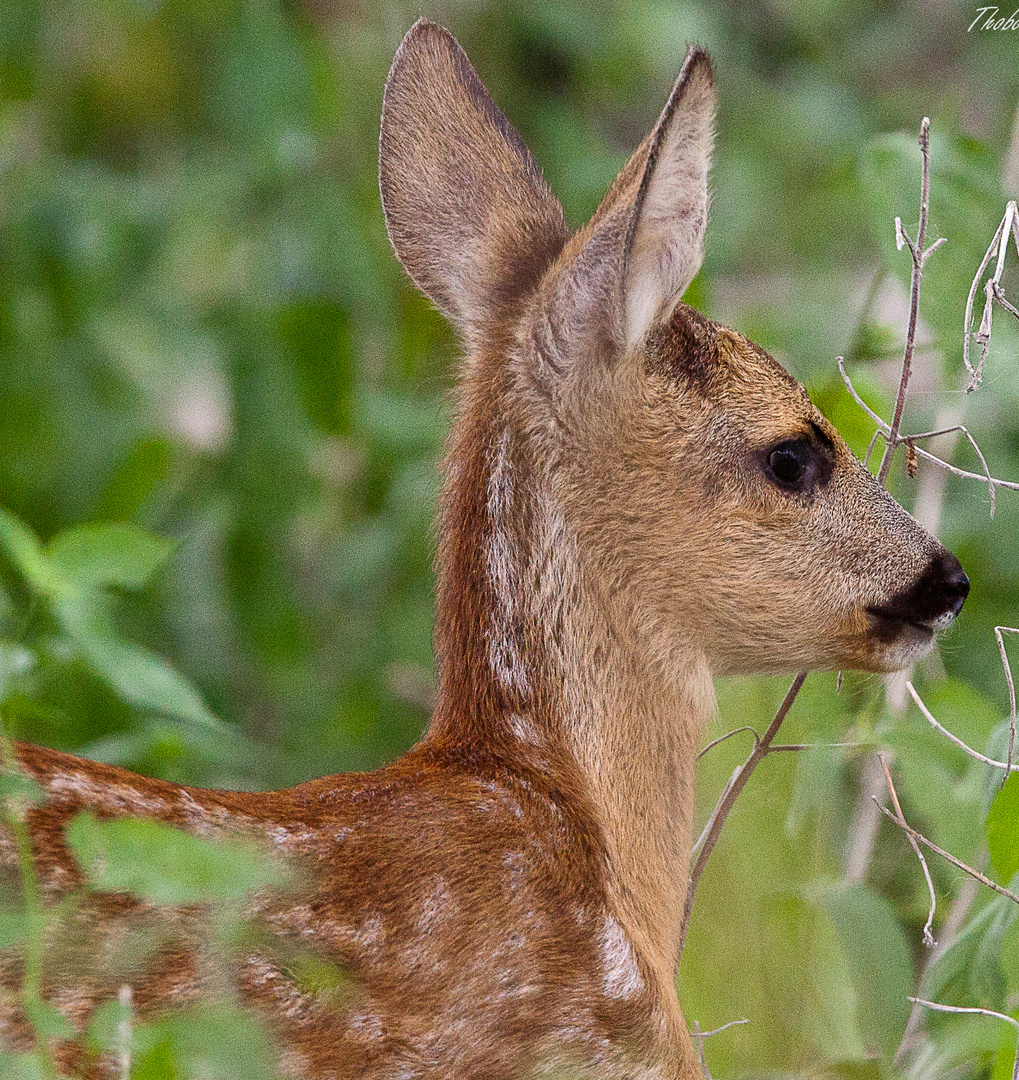 Rehkitz Foto & Bild | tiere, wildlife, säugetiere Bilder auf fotocommunity