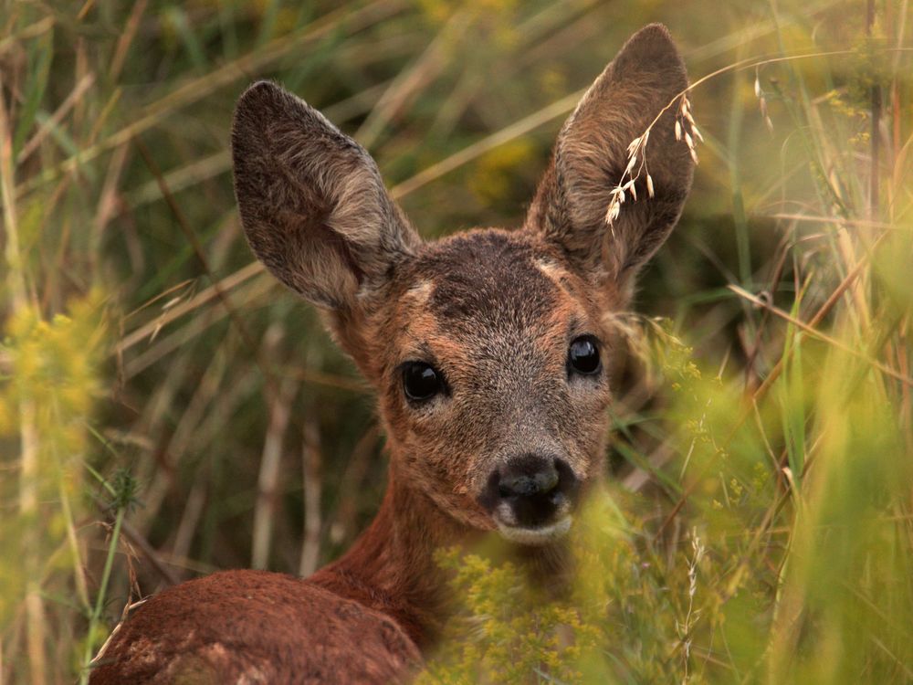 Rehkitz Foto & Bild | natur, naturfoto, tiere Bilder auf fotocommunity