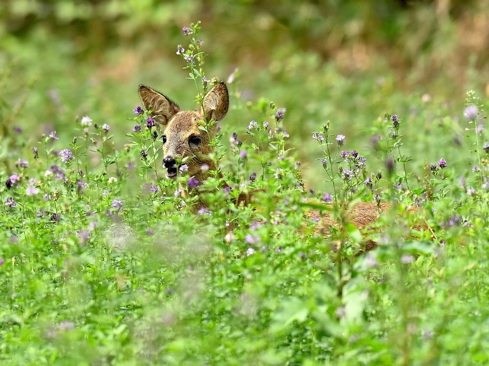 Rehkitz Foto & Bild | natur, tiere, wildlife Bilder auf fotocommunity