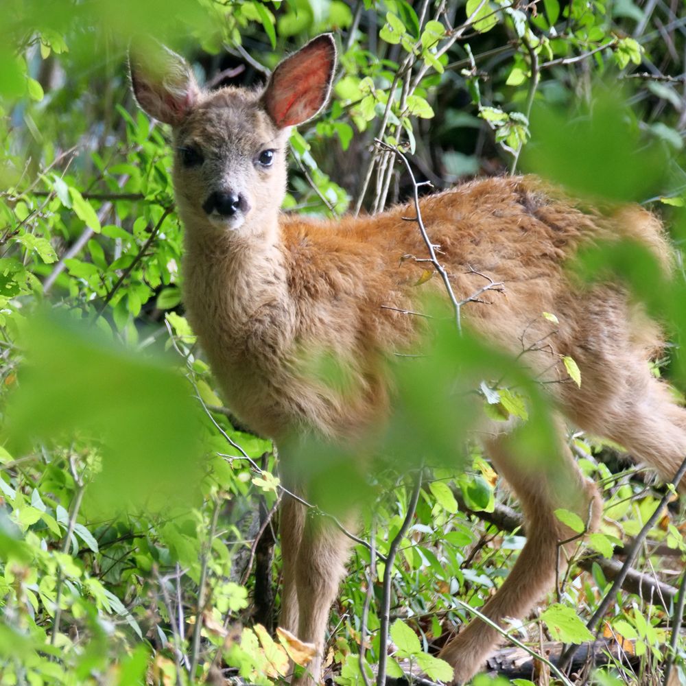 Rehkitz Foto & Bild | tiere, wildlife, säugetiere Bilder auf fotocommunity