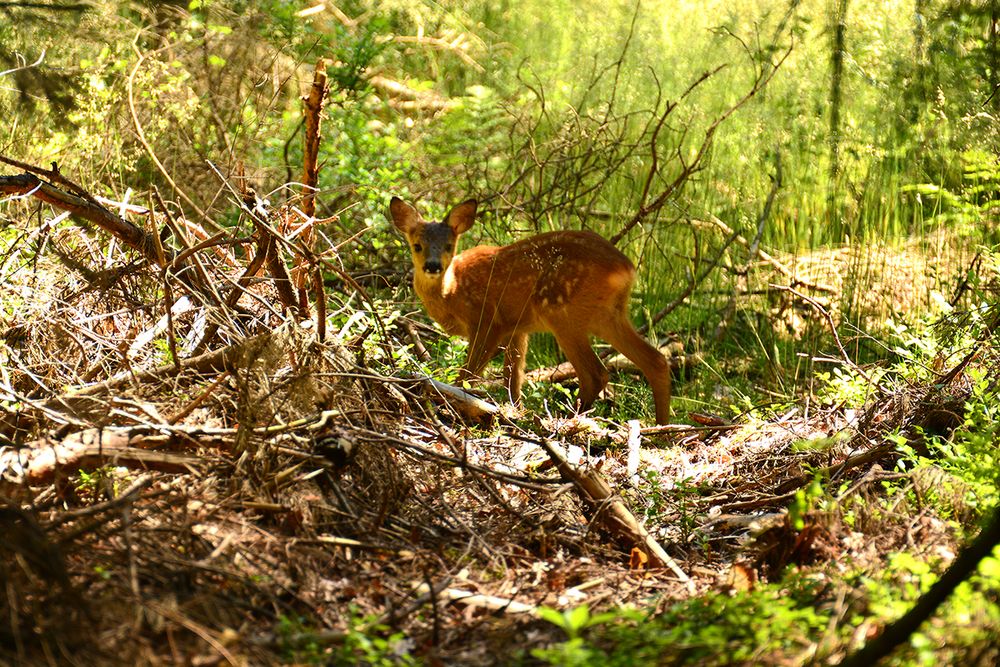 Rehkitz Foto & Bild | natur, tiere, wildlife Bilder auf fotocommunity