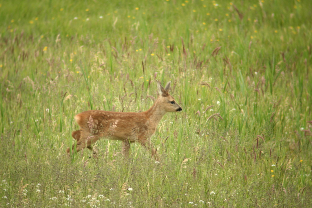 Rehkitz Foto & Bild | tiere, wildlife, säugetiere Bilder auf fotocommunity