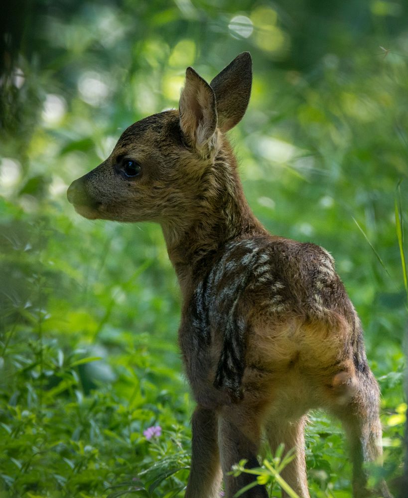 Rehkitz Foto & Bild | tiere, wildlife, bilder Bilder auf fotocommunity