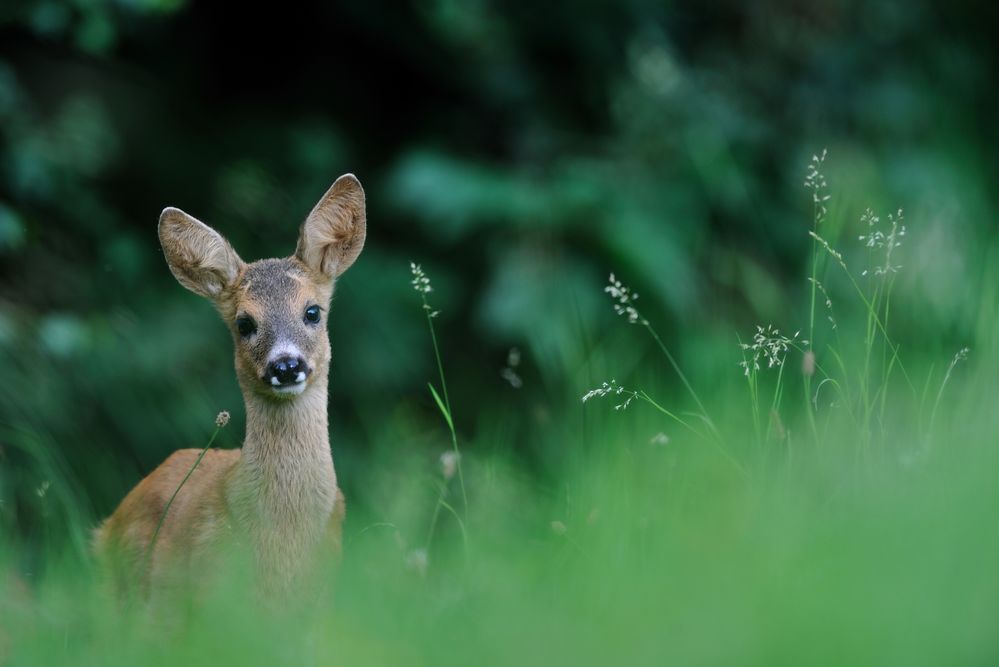 Rehkitz Foto & Bild | tiere, wildlife, säugetiere Bilder auf fotocommunity