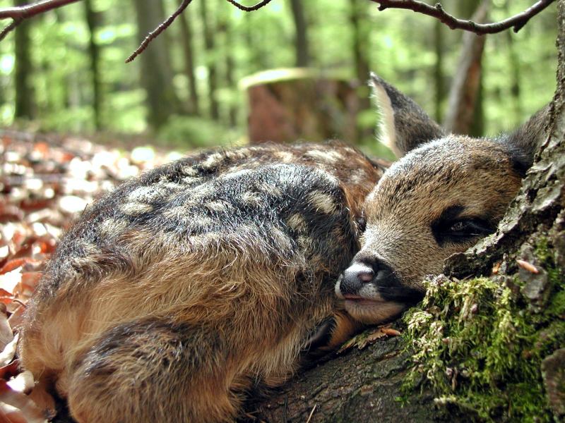 Rehkitz Foto & Bild | tiere, wildlife, säugetiere Bilder auf fotocommunity