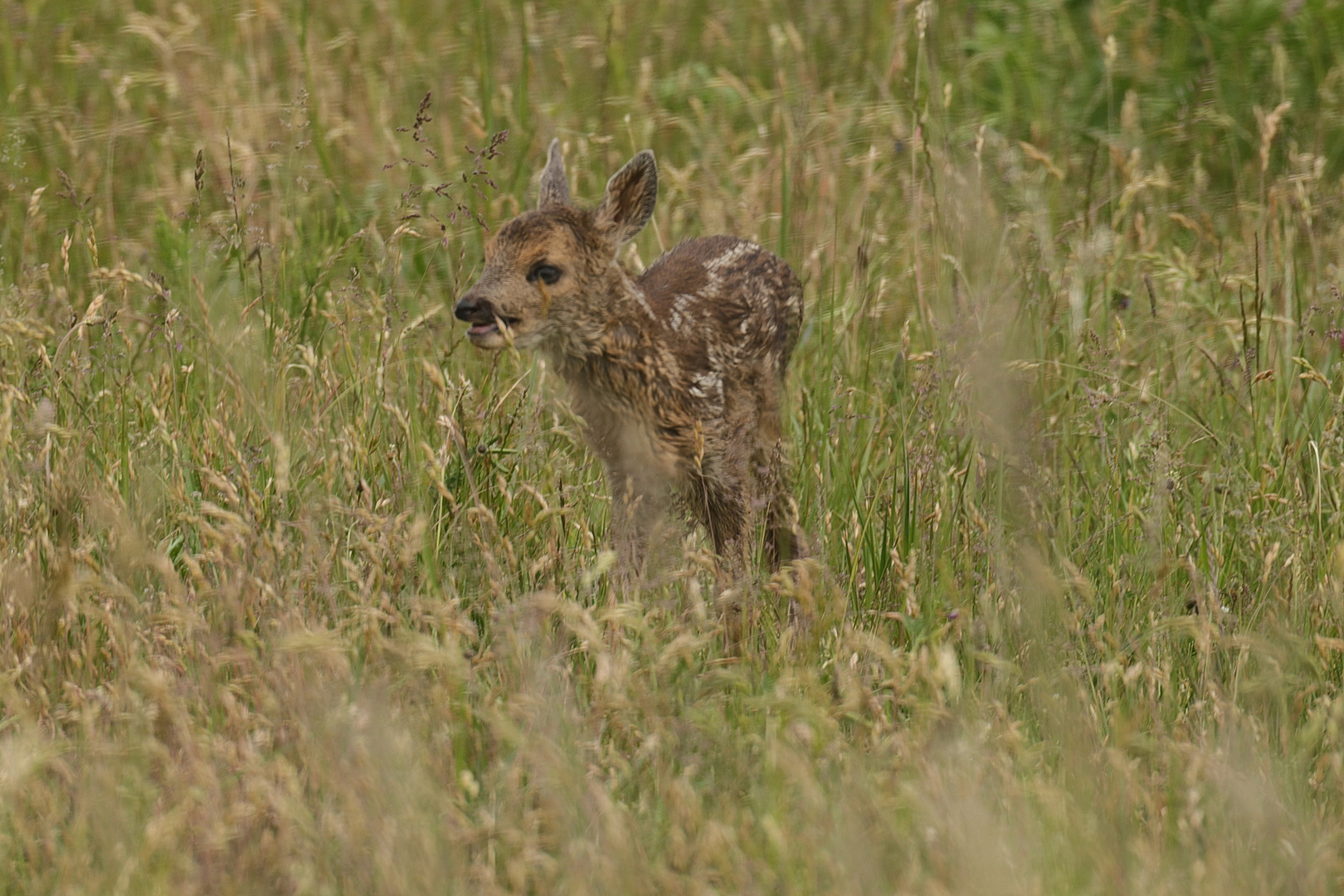 Rehkitz Foto & Bild | tiere, tierkinder, wiese Bilder auf fotocommunity