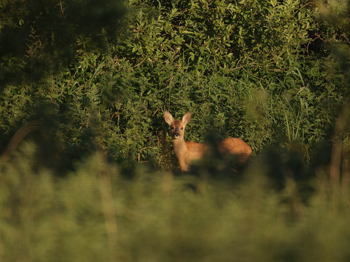 Rehkitz Foto & Bild | tiere, wildlife, säugetiere Bilder auf fotocommunity