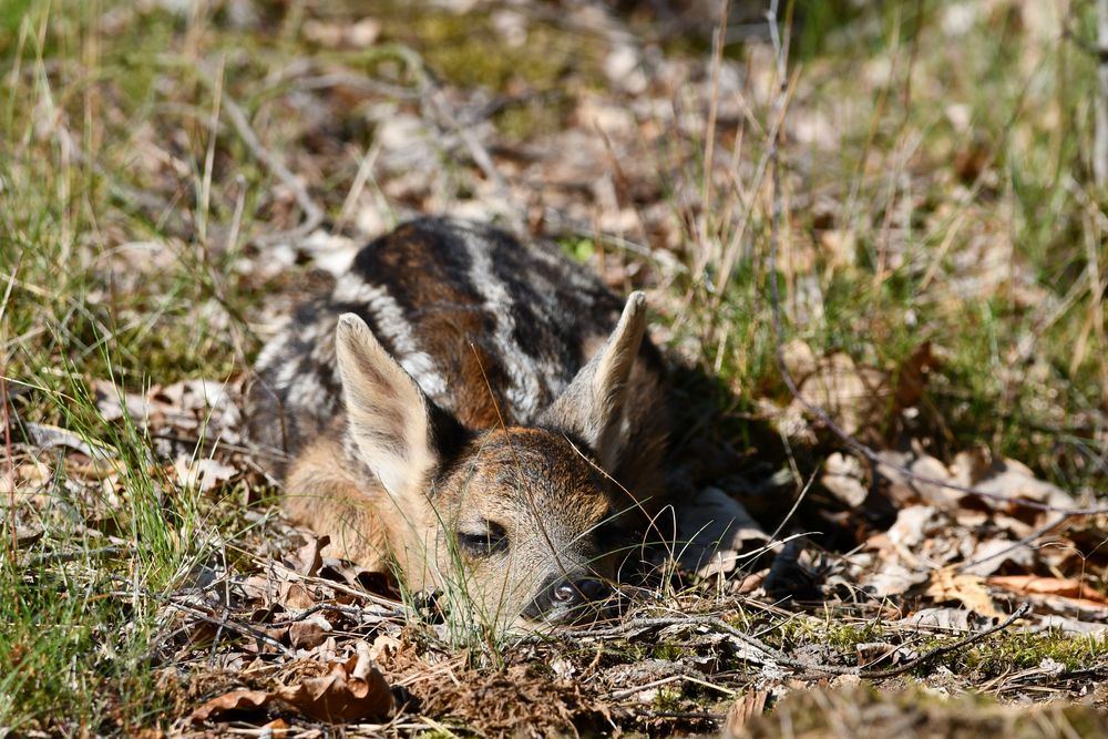 Rehkitz... Foto & Bild | tiere, wildlife, säugetiere Bilder auf ...