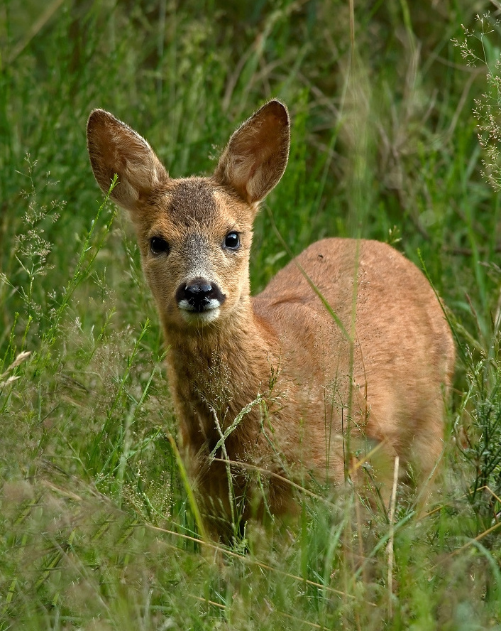 Rehkitz.... Foto & Bild | tiere, wildlife, wildlife - fotos Bilder auf ...
