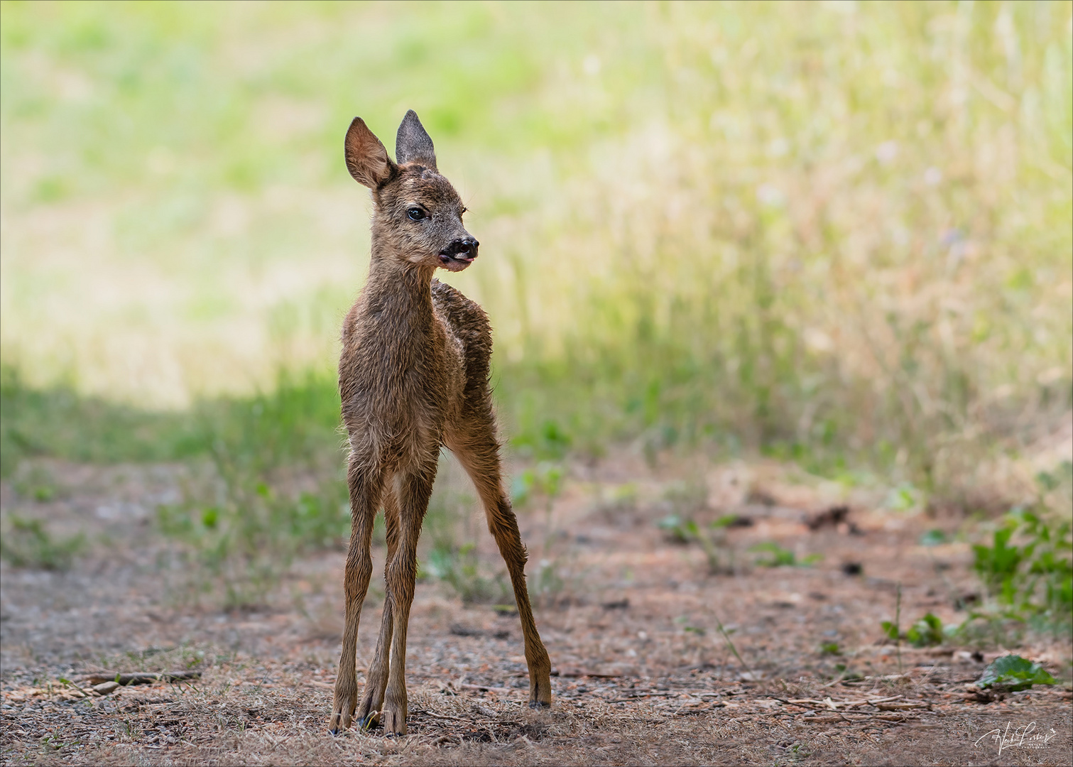 Rehkitz Foto & Bild | natur, tiere, wildlife Bilder auf fotocommunity
