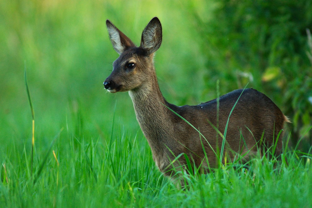 Rehkitz Foto & Bild | tiere, wildlife, säugetiere Bilder auf fotocommunity