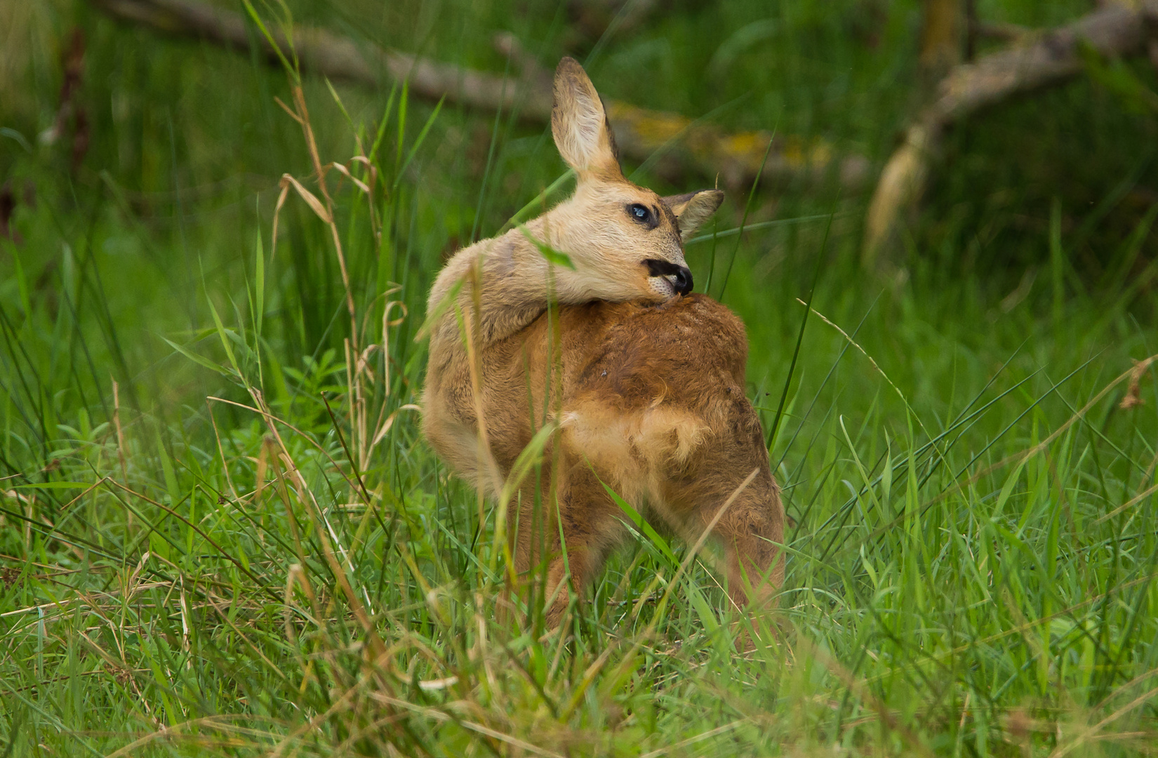 Rehkitz Foto & Bild | natur, wildlife Bilder auf fotocommunity