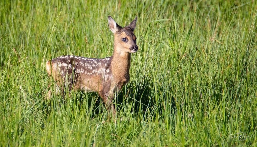 Rehkitz Foto & Bild | tiere, kitz, rehkitz Bilder auf fotocommunity