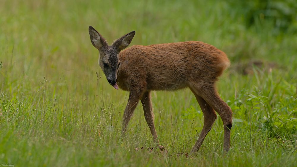 Rehkitz Foto & Bild | tiere, wildlife, fotos Bilder auf fotocommunity