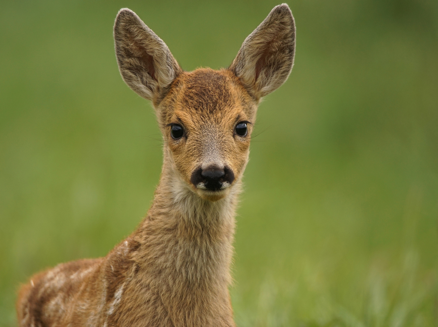 Rehkitz Foto & Bild | tiere, wildlife, natur Bilder auf fotocommunity