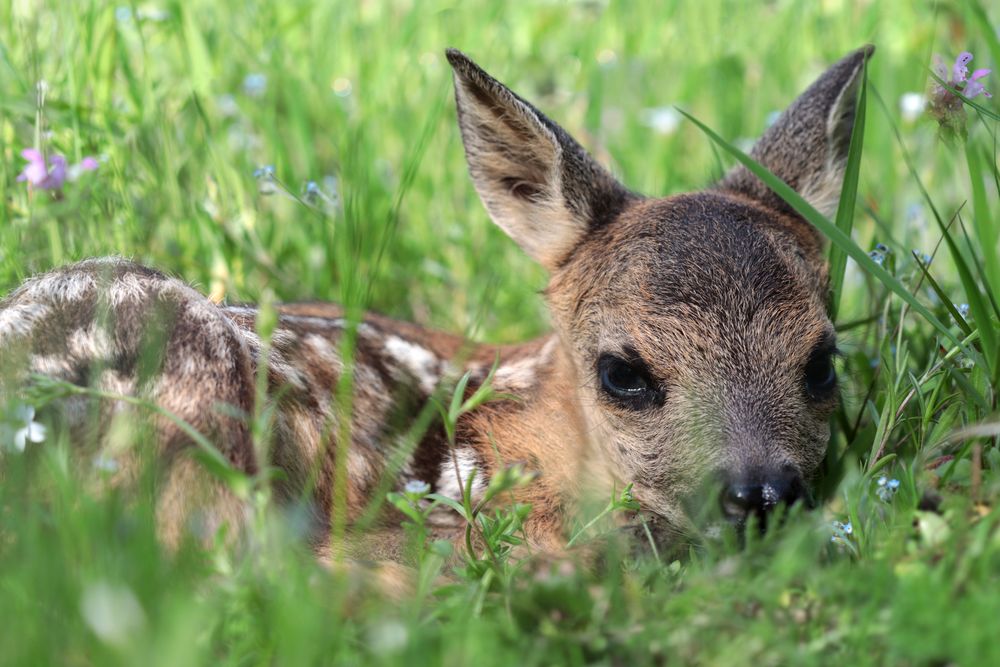 Rehkitz Foto & Bild | natur, naturfoto, tiere Bilder auf fotocommunity