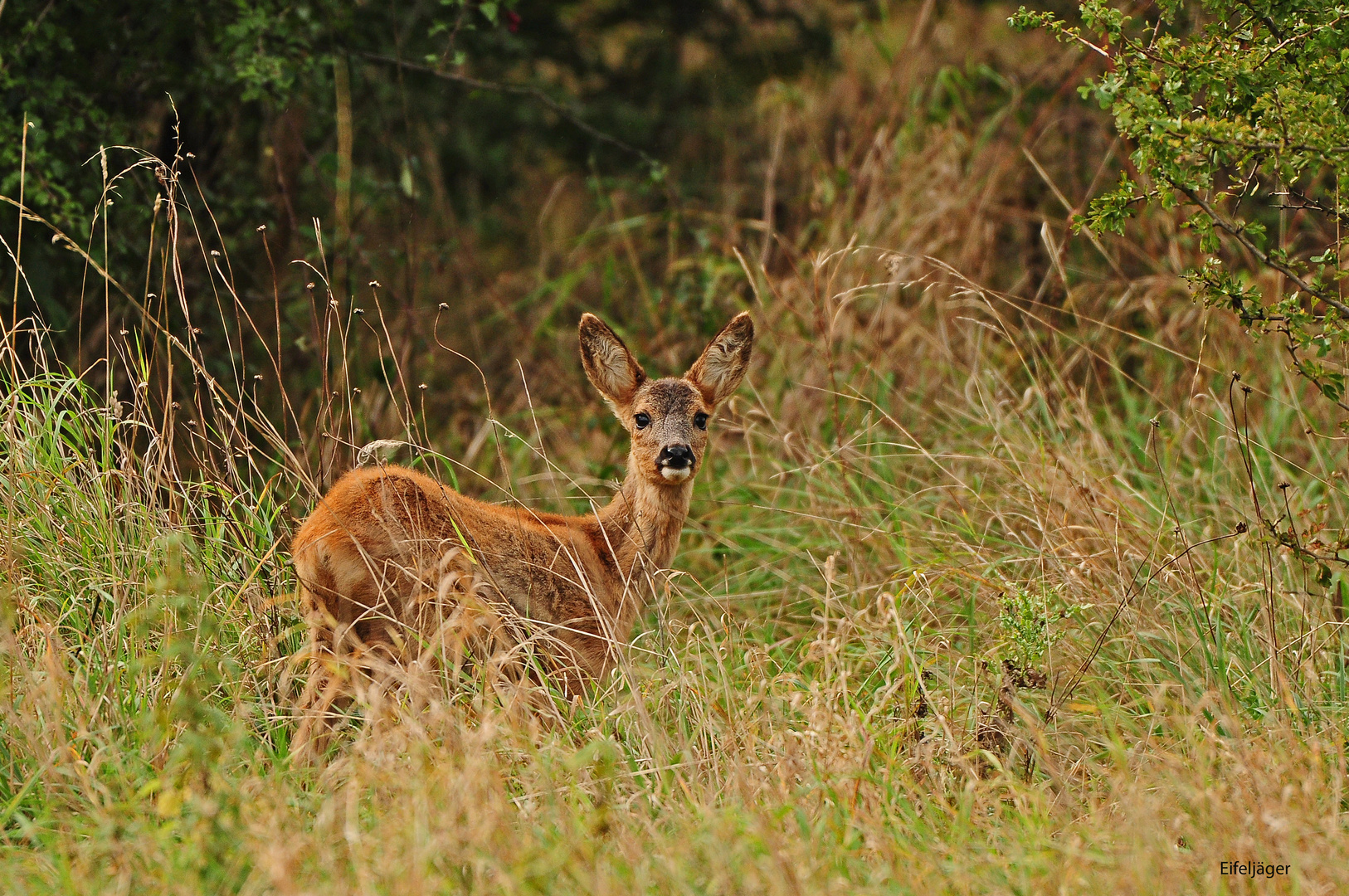 REHKITZ Foto & Bild | tiere, wildlife, säugetiere Bilder auf fotocommunity