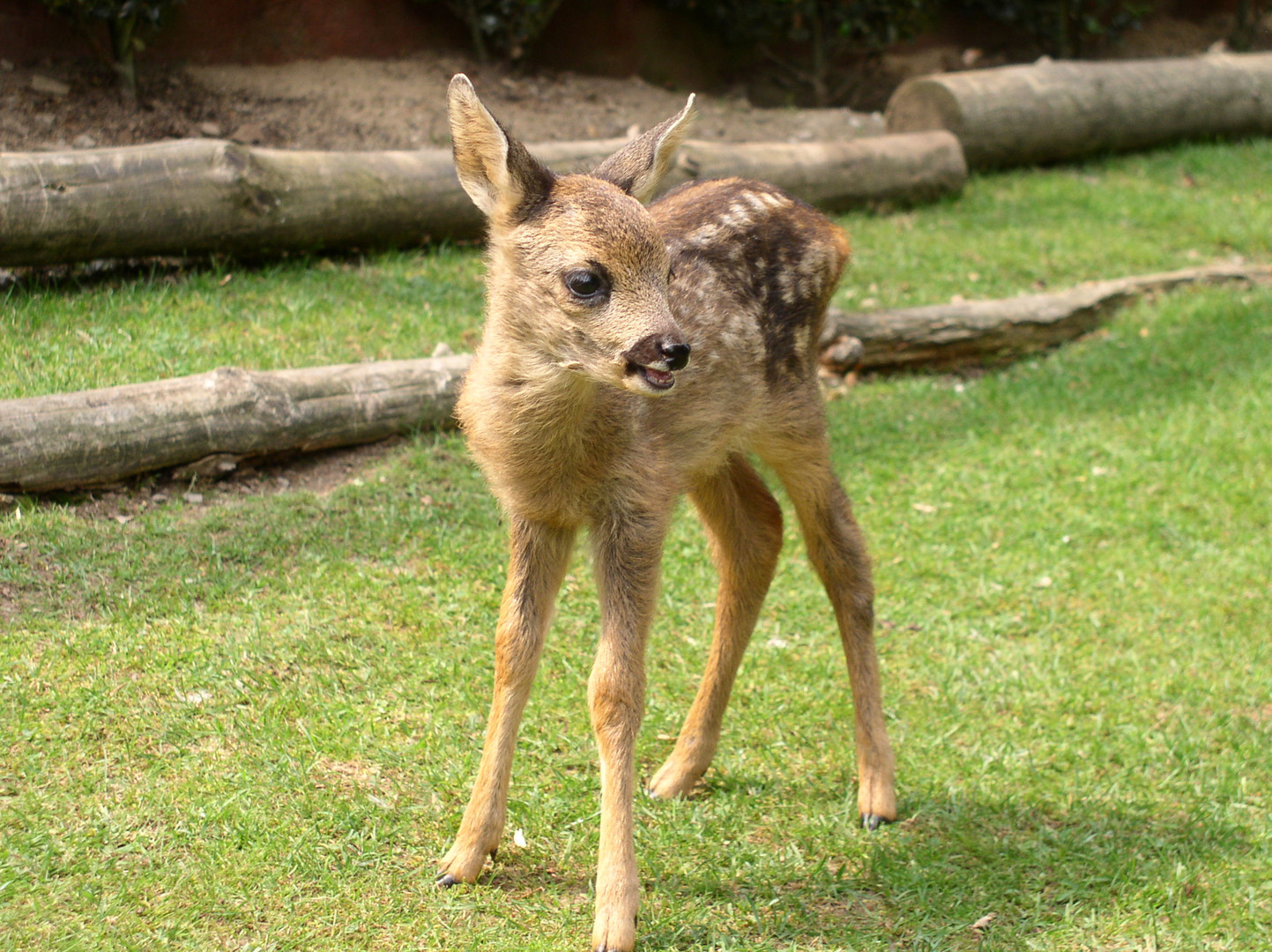 Rehkitz Foto & Bild | tiere, tierkinder, natur Bilder auf fotocommunity