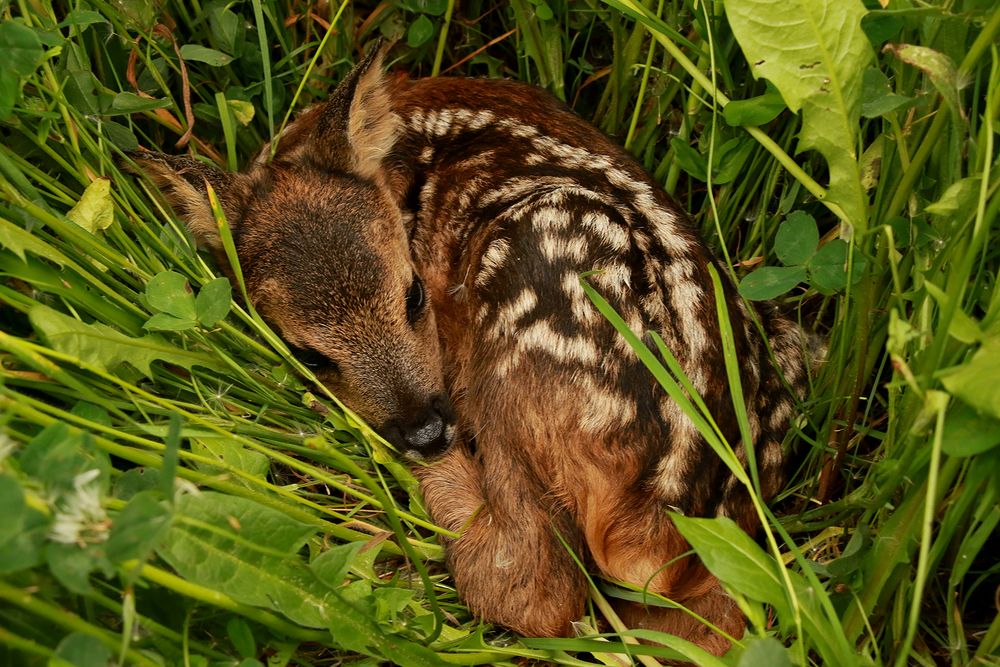 Rehkitz Foto & Bild | tiere, wildlife, tierkinder Bilder auf fotocommunity