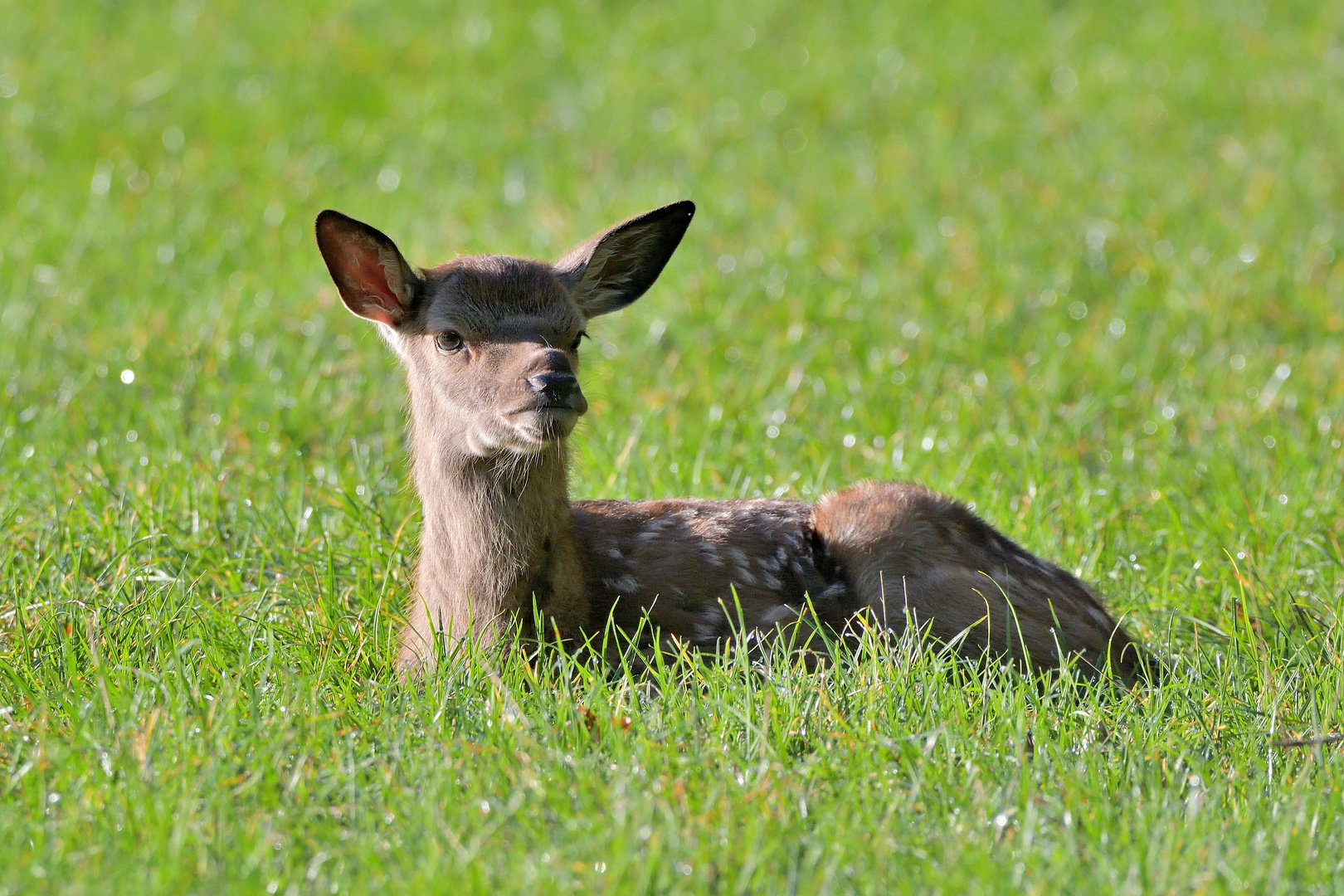 Rehkitz Foto & Bild | tiere, zoo, wildpark & falknerei, sonstige tiere ...