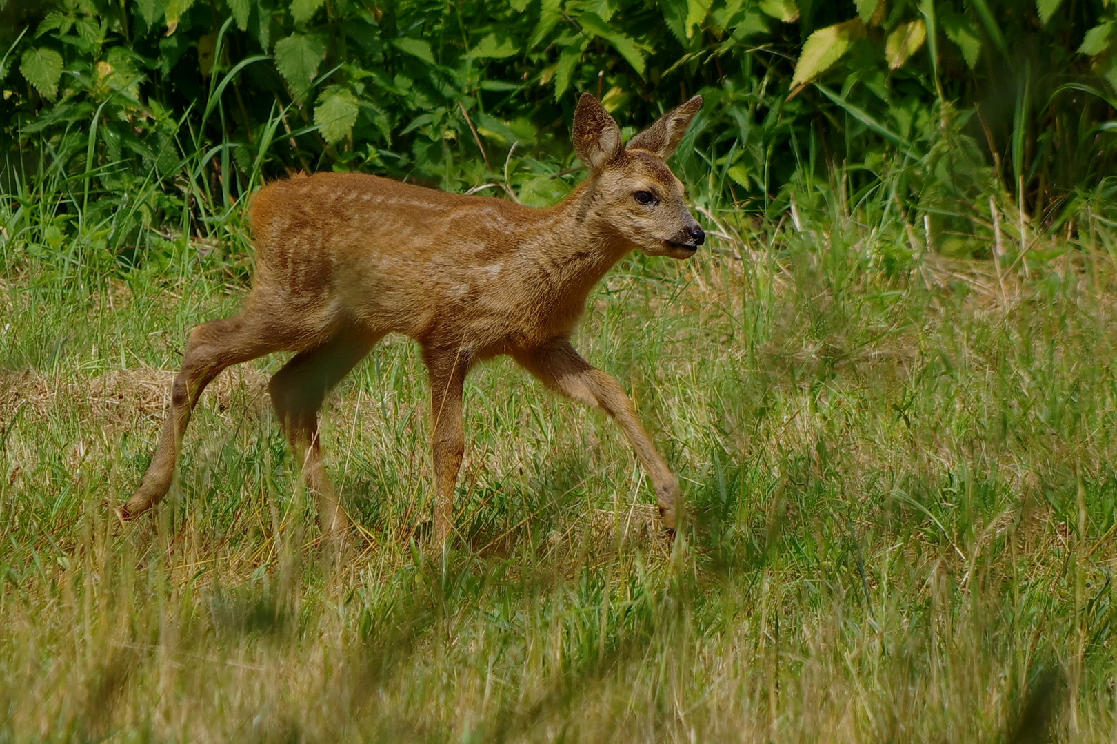 Rehkitz aus diesem Jahr Foto & Bild | tiere, wildlife, säugetiere ...
