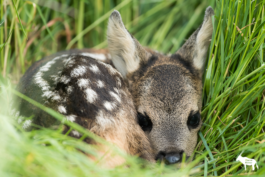 Rehkitz Foto & Bild | tiere, tierkinder, natur Bilder auf fotocommunity