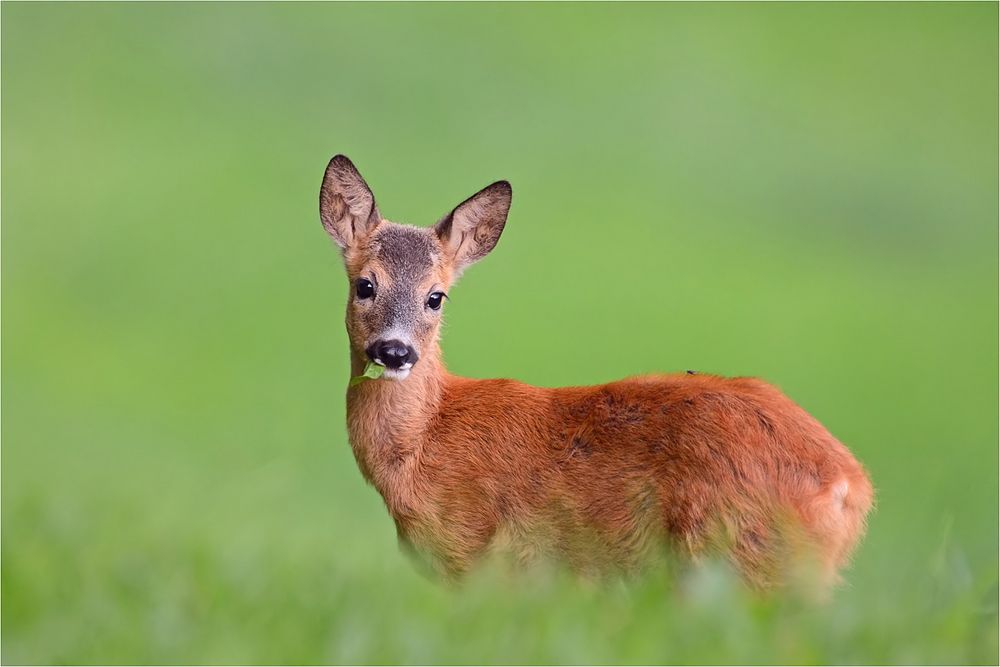 Rehkitz beim Äsen Foto & Bild | wiese, natur, tiere Bilder auf ...