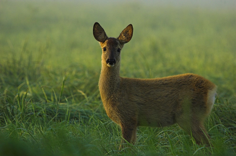 Rehkitz Foto & Bild | tiere, wildlife, säugetiere Bilder auf fotocommunity