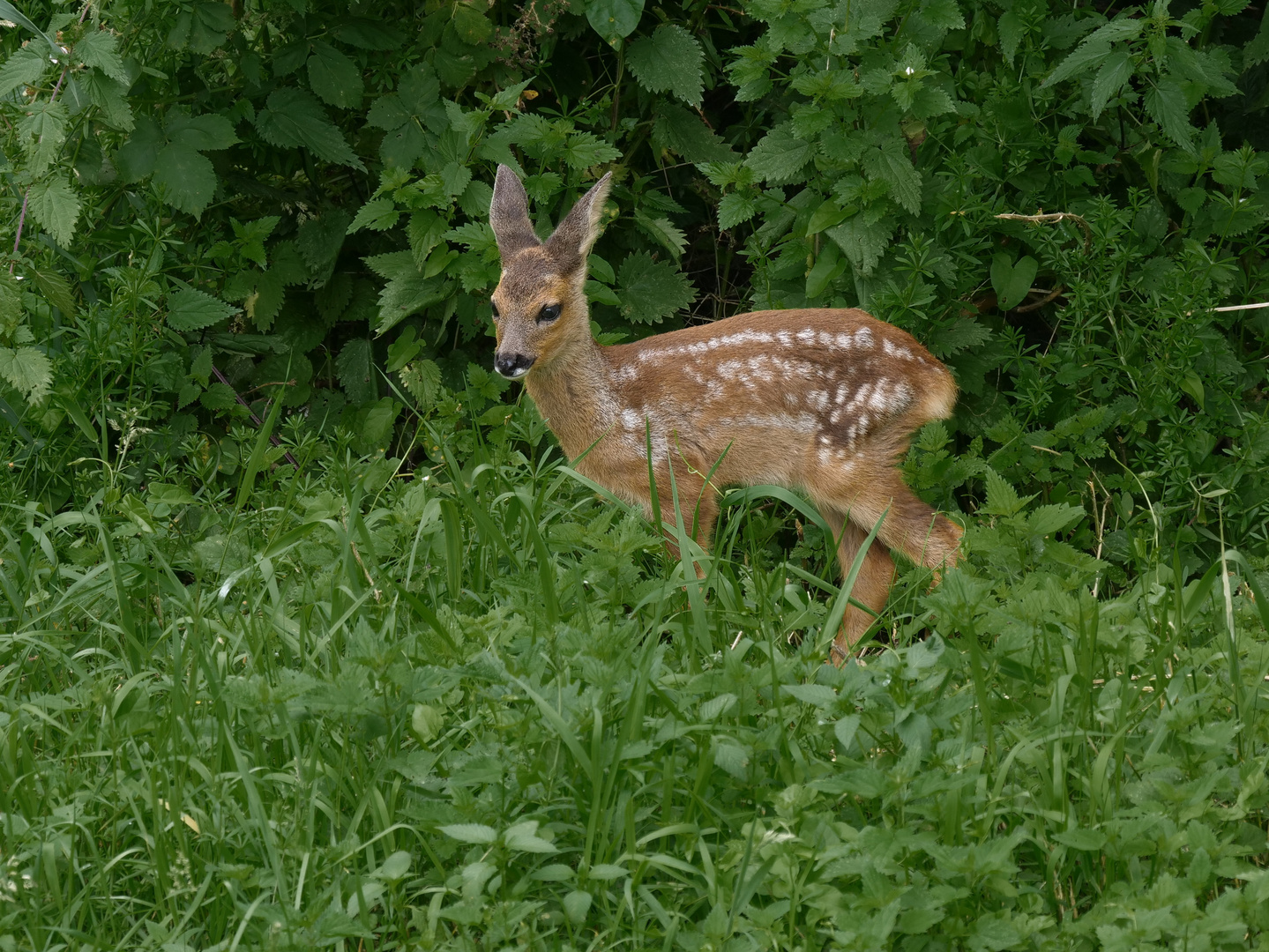 Rehkitzkopfillustration