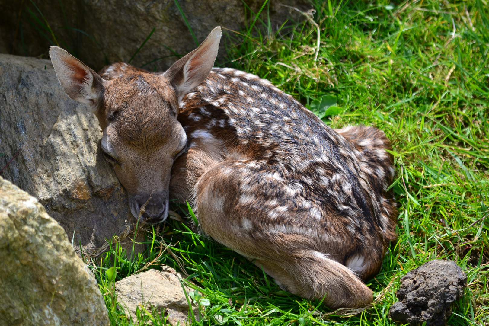Rehkitz Foto & Bild | tiere, tierkinder, natur Bilder auf fotocommunity