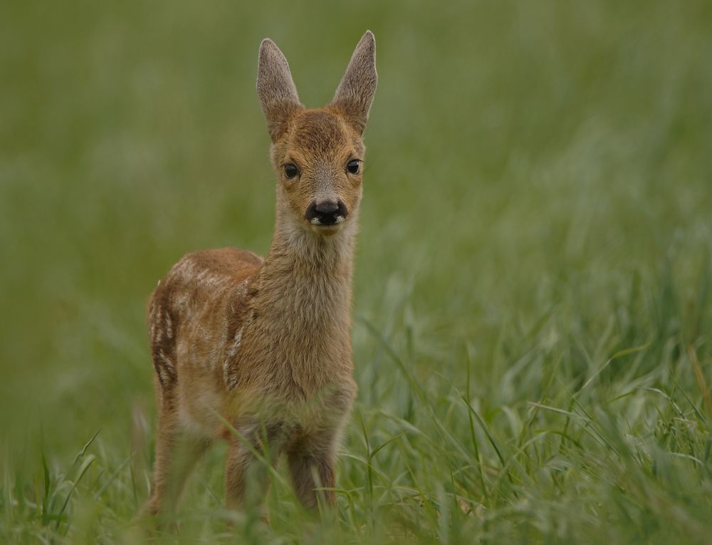 Rehkitz Foto & Bild | tiere, wildlife, natur Bilder auf fotocommunity