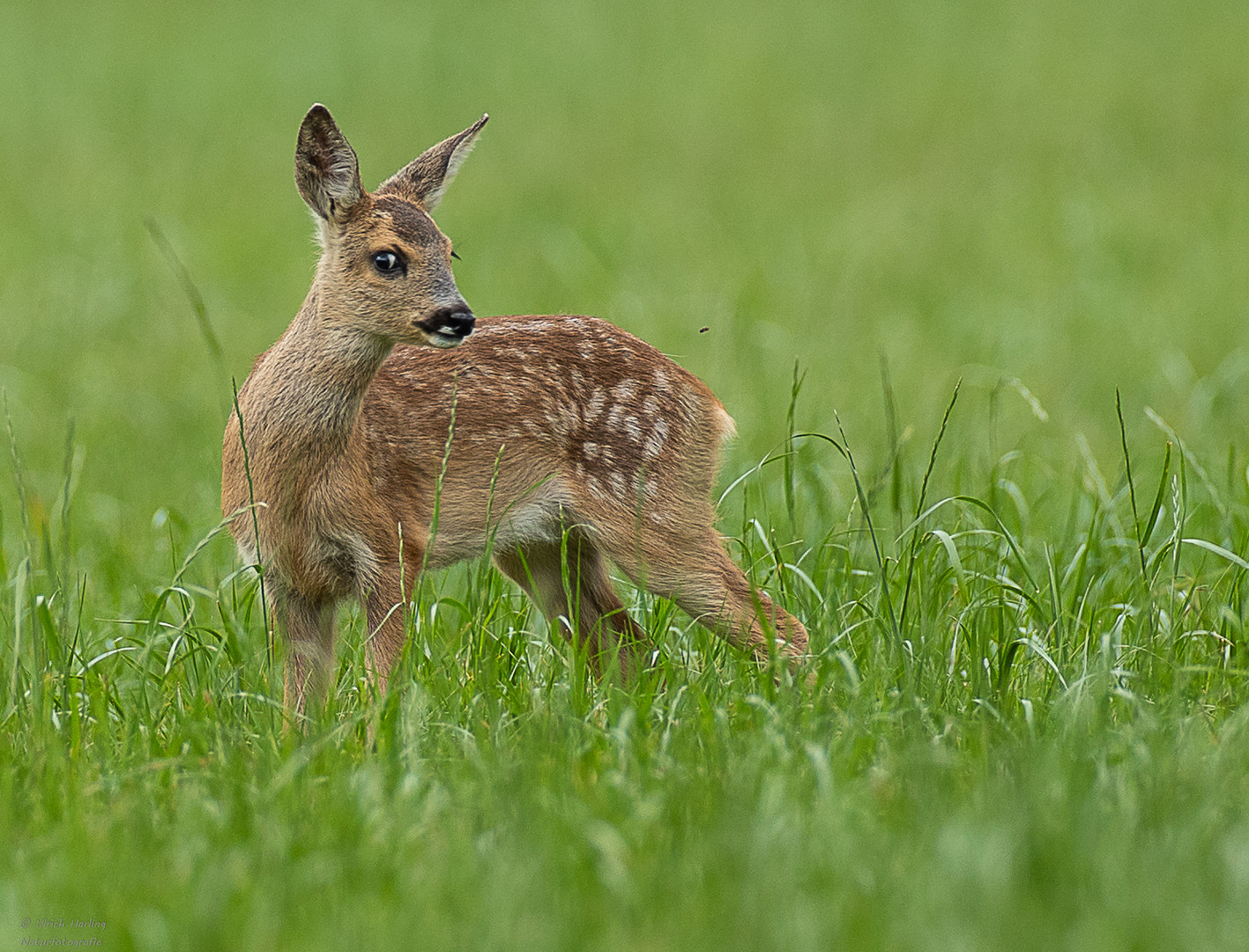 Rehkitz Drömling 1-1 Foto & Bild | natur, wildlife Bilder auf fotocommunity