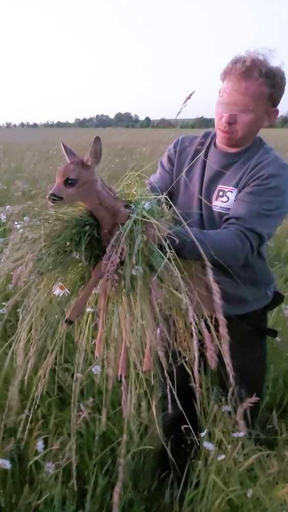 Rehkitz Foto & Bild | tiere, wildlife, wildlife: sonstige tiere Bilder ...