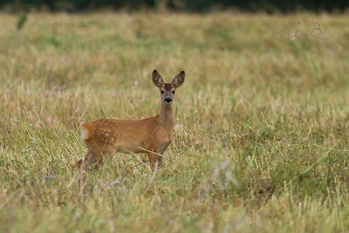 Rehkitz Foto & Bild | tiere, wildlife, säugetiere Bilder auf fotocommunity