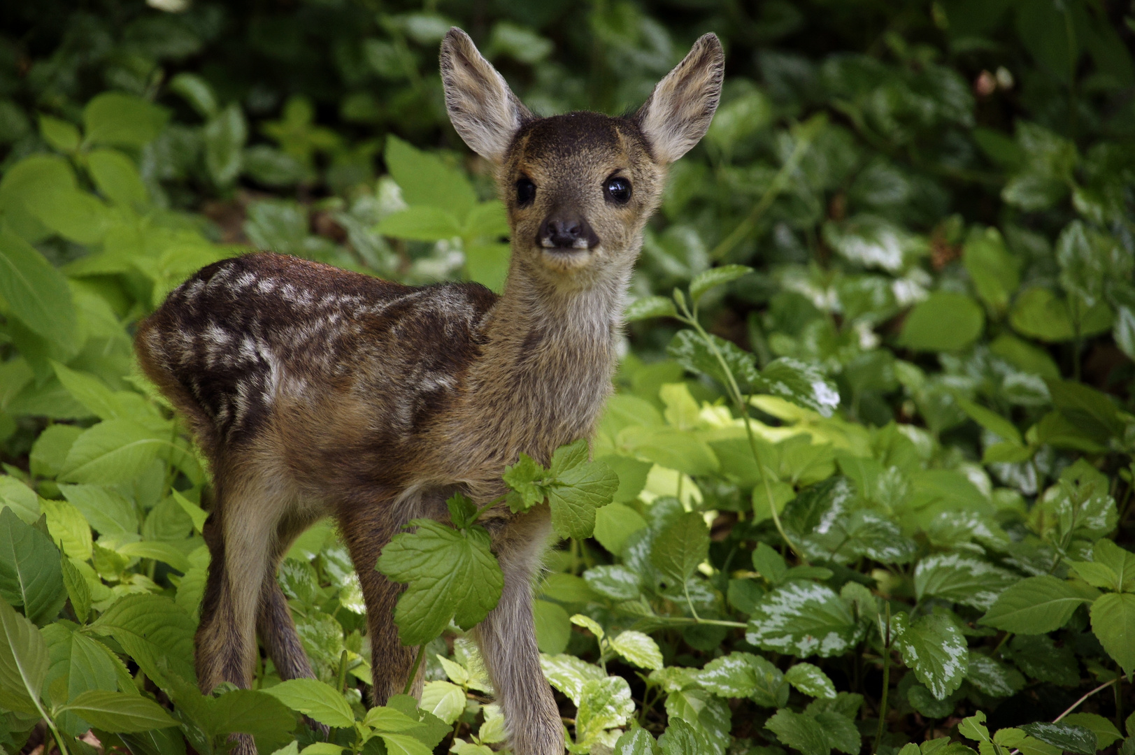 Rehkitz Foto & Bild | tiere, tierkinder, natur Bilder auf fotocommunity