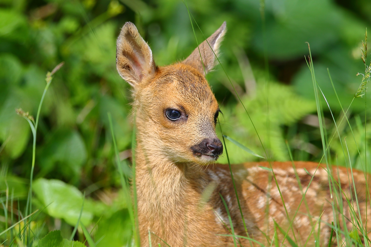 Rehkitz ganz nah Foto & Bild | natur, tiere, wildlife Bilder auf ...