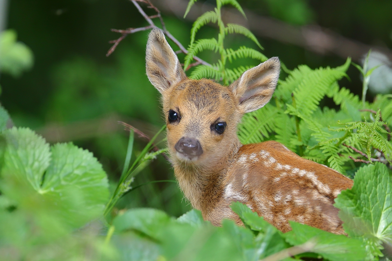 Rehkitz ganz nah 3 Foto & Bild | natur, tiere, wildlife Bilder auf ...