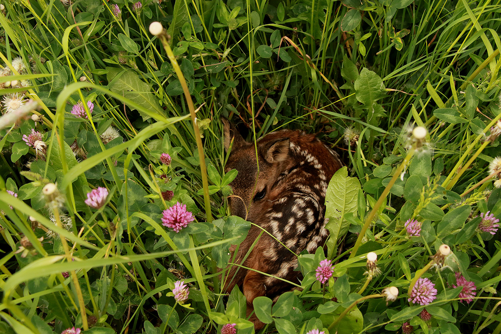 Rehkitz I Foto & Bild | tiere, wildlife, landschaft Bilder auf ...