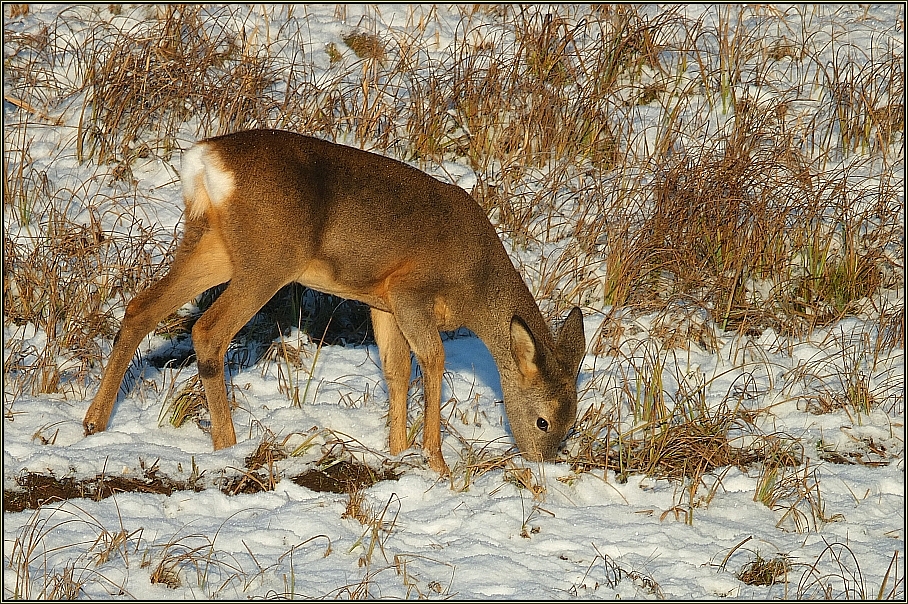 Rehkitz im Dezember Foto & Bild | tiere, wildlife, säugetiere Bilder ...
