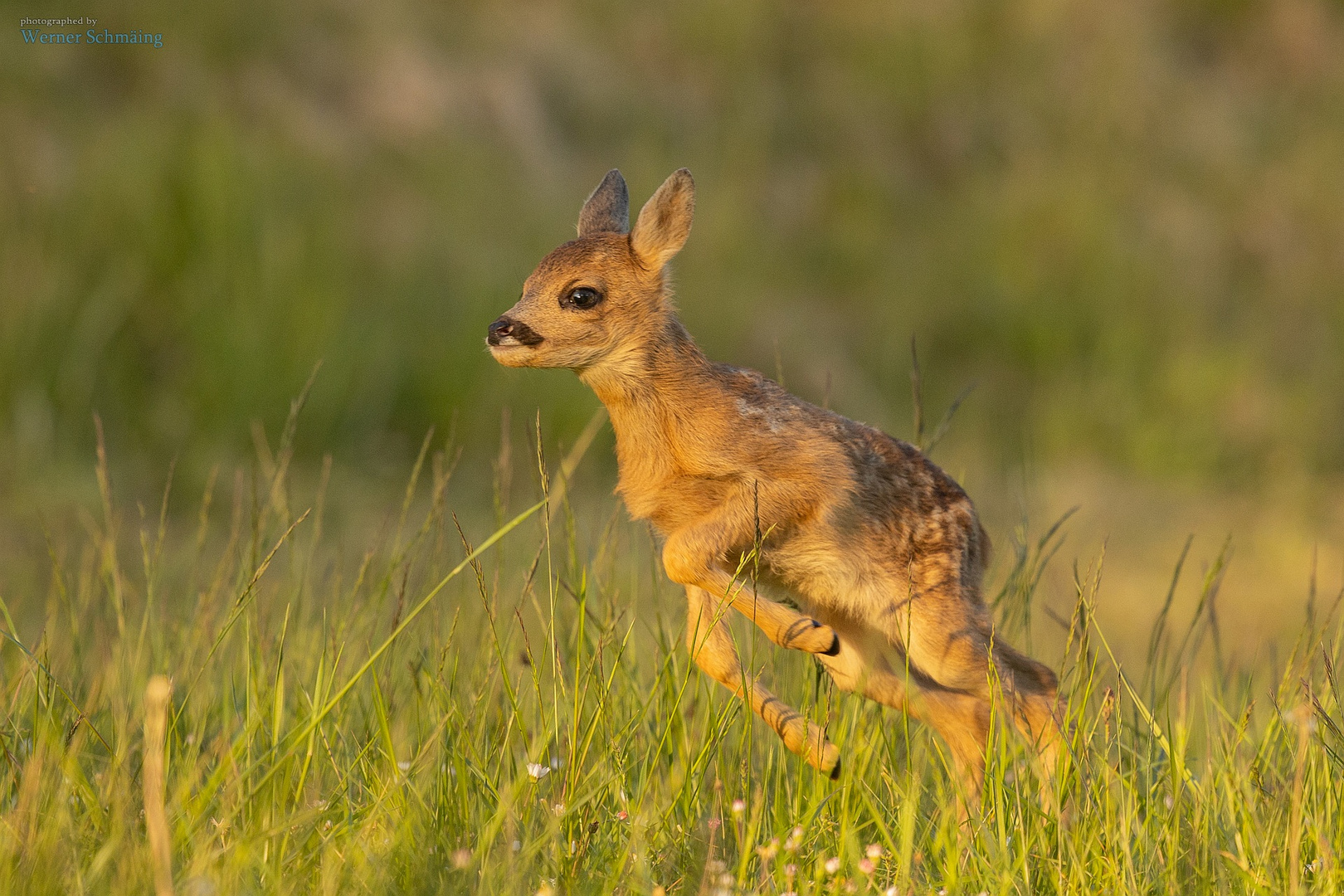 Rehkitz in der Abendsonne Foto & Bild | tiere, tierkinder, rehe Bilder ...