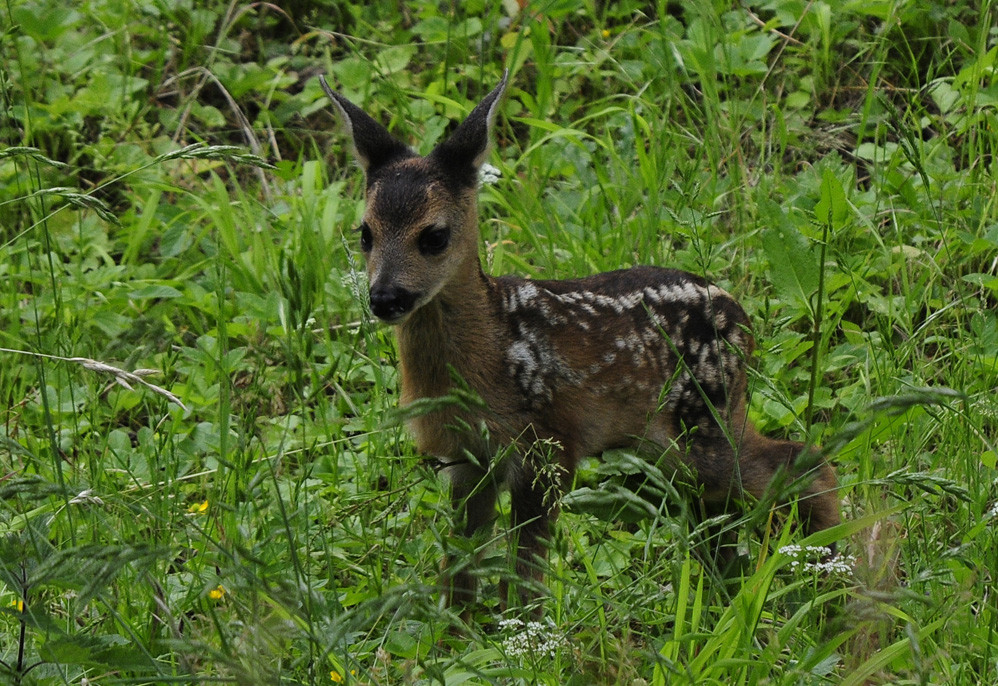 Rehkitz in freier Natur Foto & Bild | tiere, tierkinder, natur Bilder ...