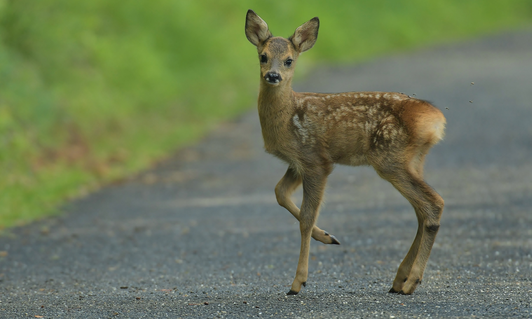 Rehkitz in schöner Pose Foto & Bild | natur, tiere, wildlife Bilder auf ...