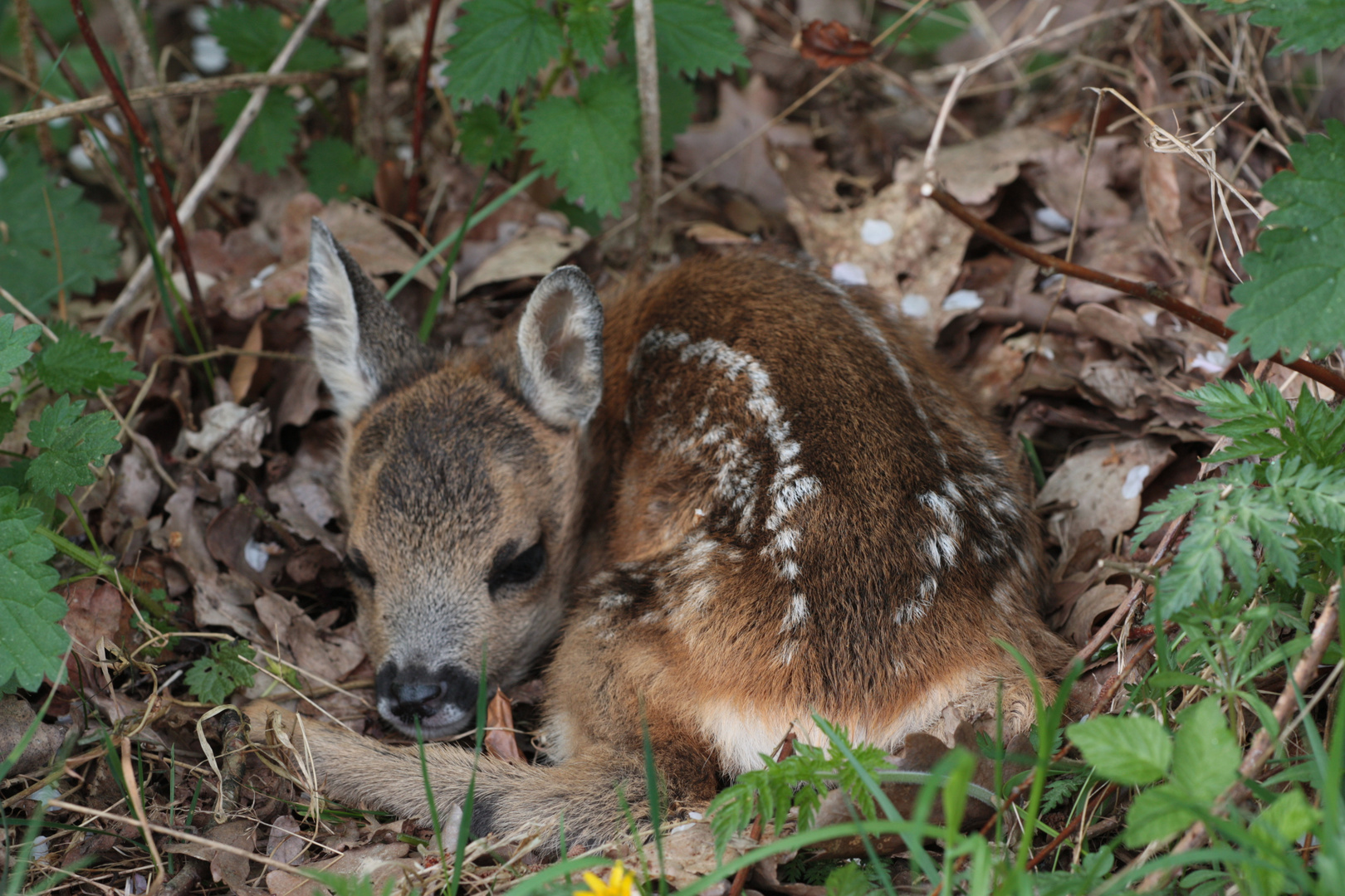 Rehkitz verborgen am Waldrand.. IMG_0507 Foto & Bild | natur Bilder auf ...