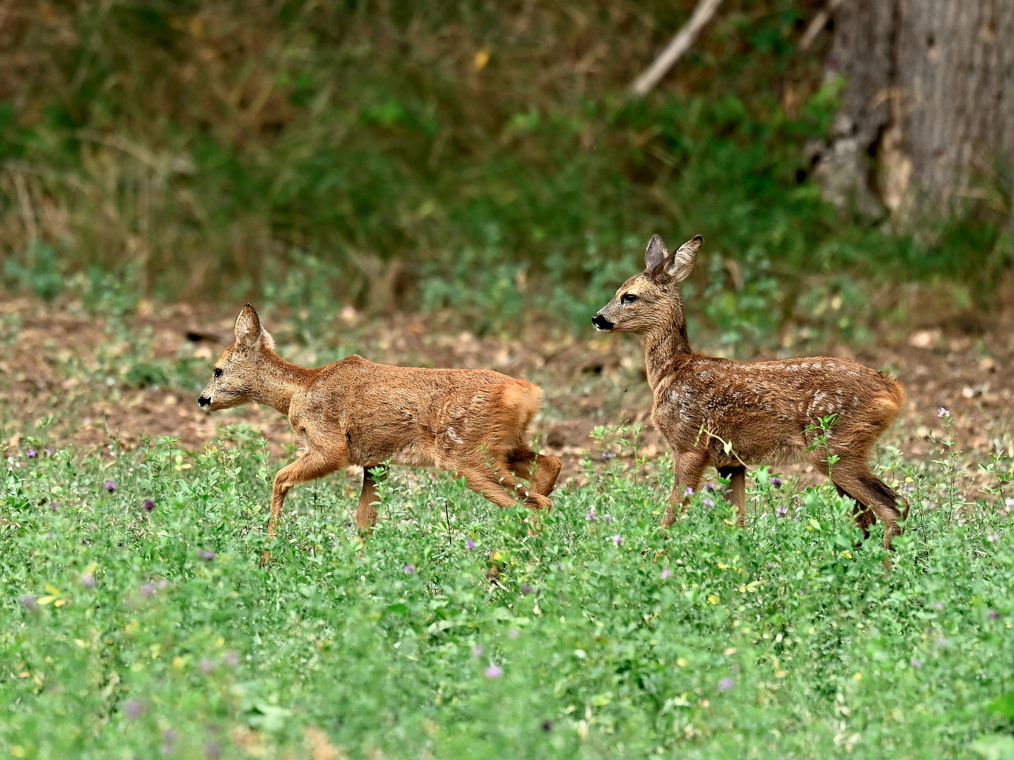 Rehkitze Foto & Bild | tiere, wildlife, säugetiere Bilder auf fotocommunity