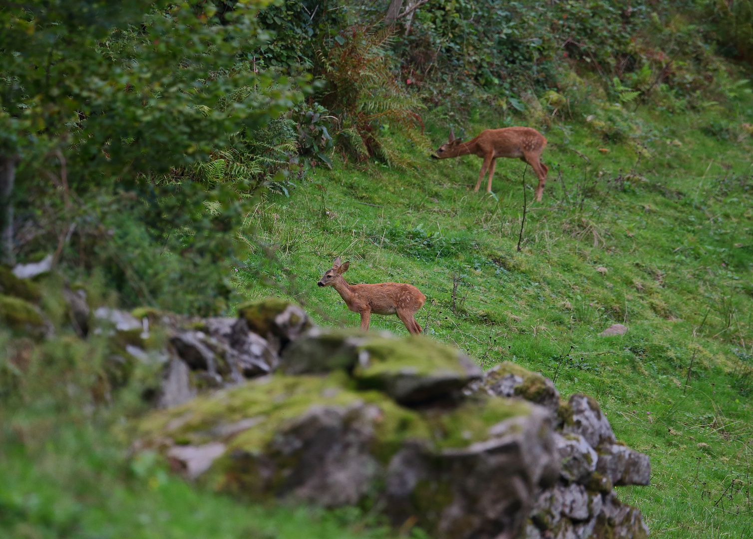 Rehkitze Foto & Bild | natur, tiere, wildlife Bilder auf fotocommunity