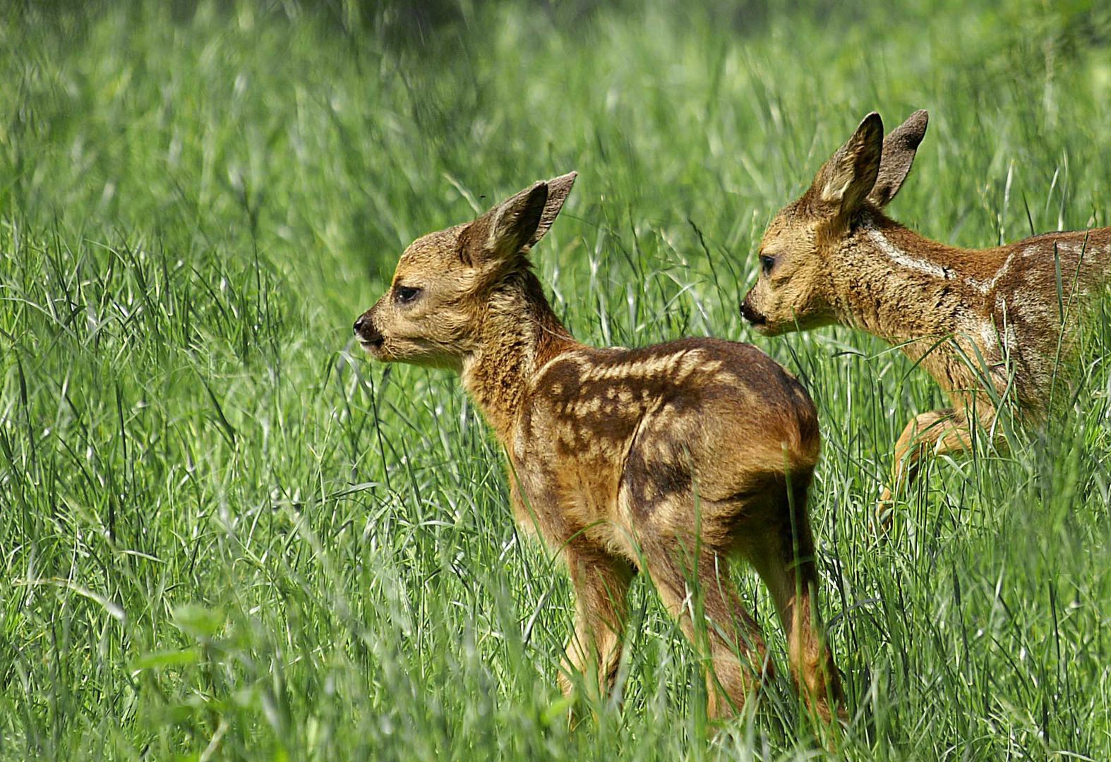 Rehkitze Foto & Bild | tiere, tierkinder, natur Bilder auf fotocommunity
